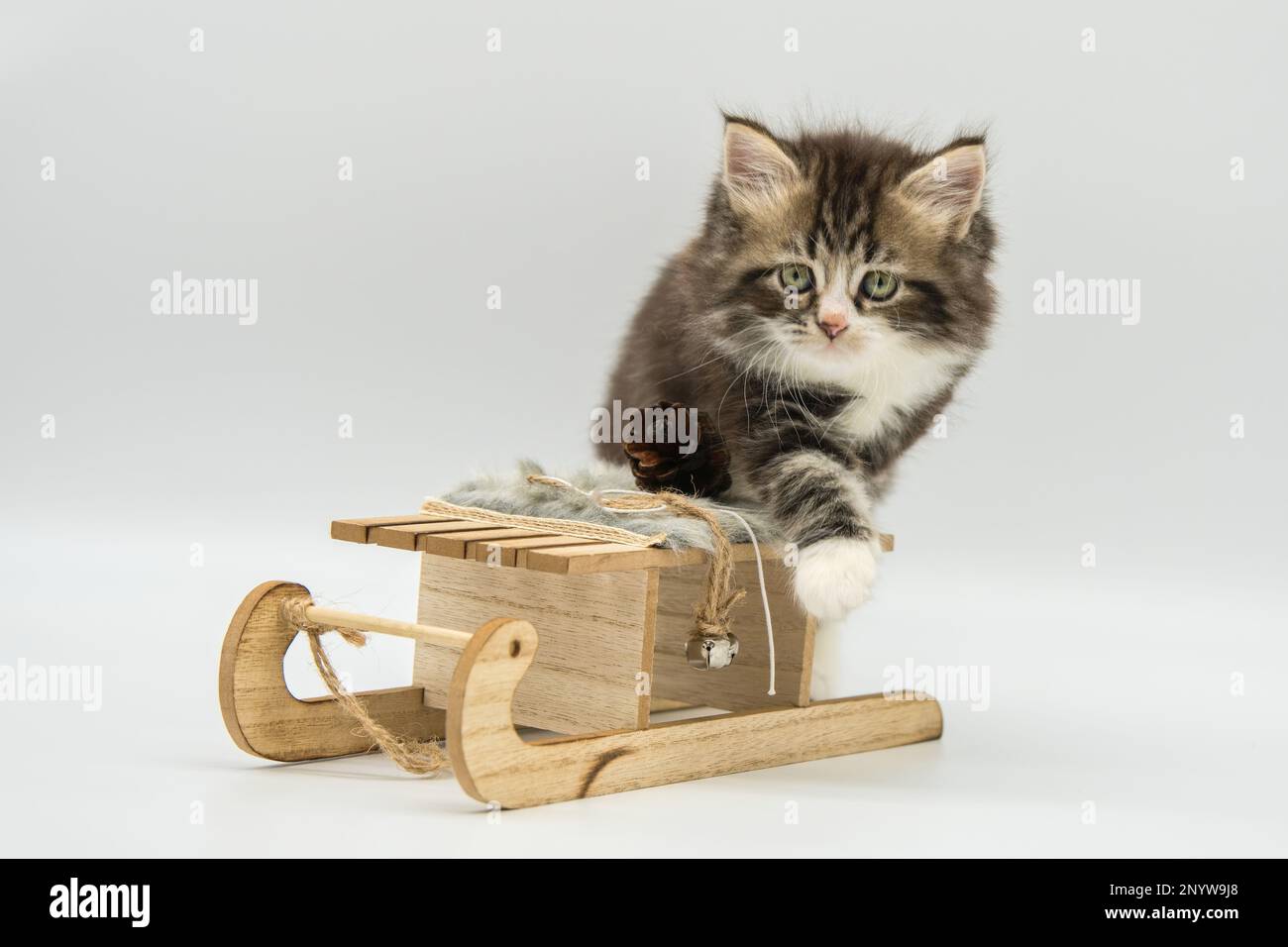 Siberian kitten sitting on wooden sleds Stock Photo - Alamy