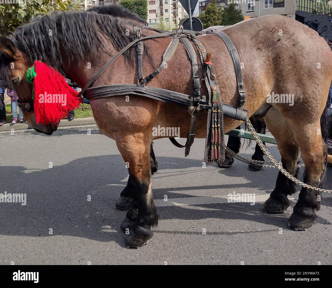 Two horses pulling a cart in Romania Stock Photo - Alamy
