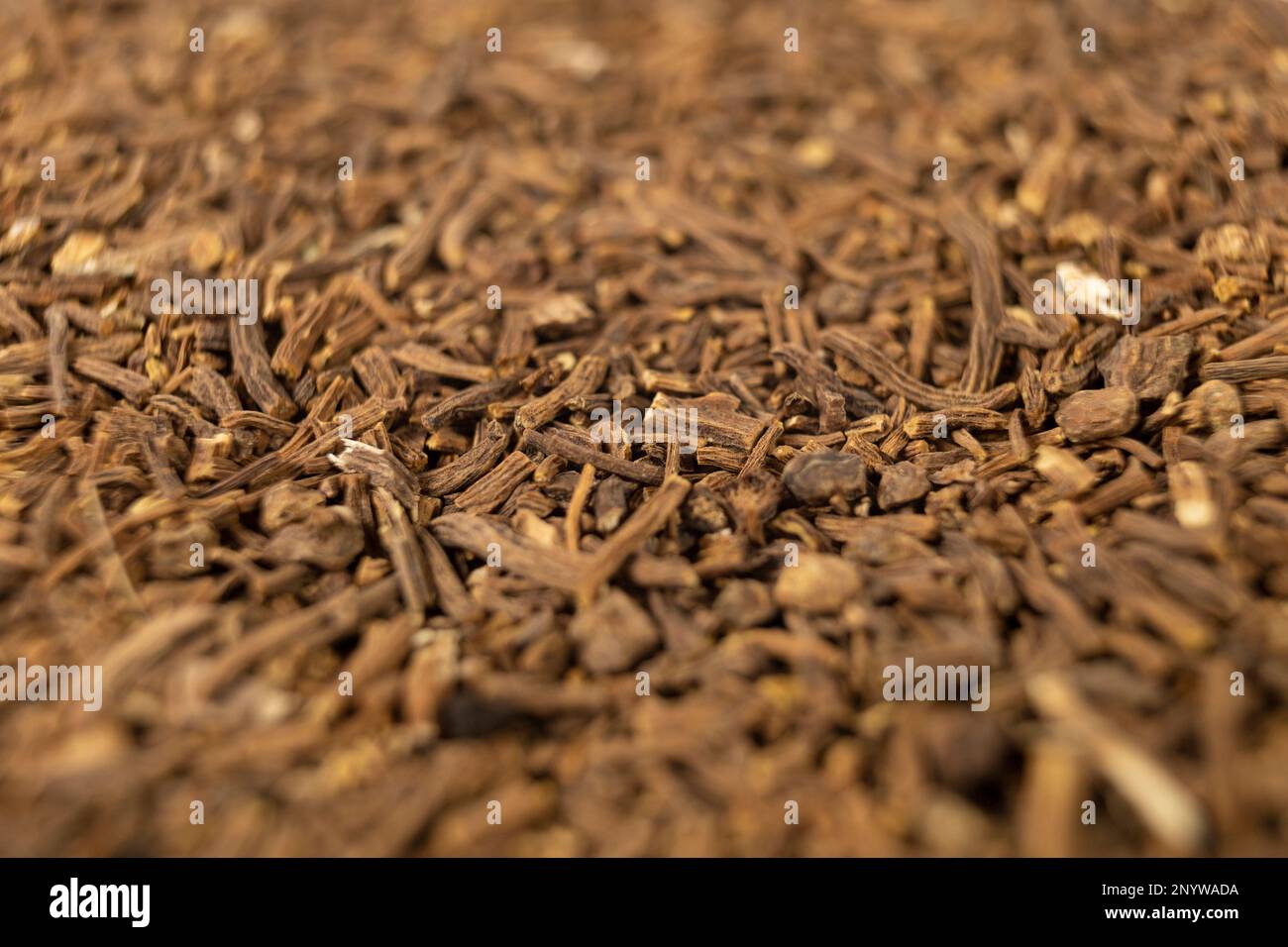 Valerian herb root filling the frame. Macro photo. Close up. Shallow ...