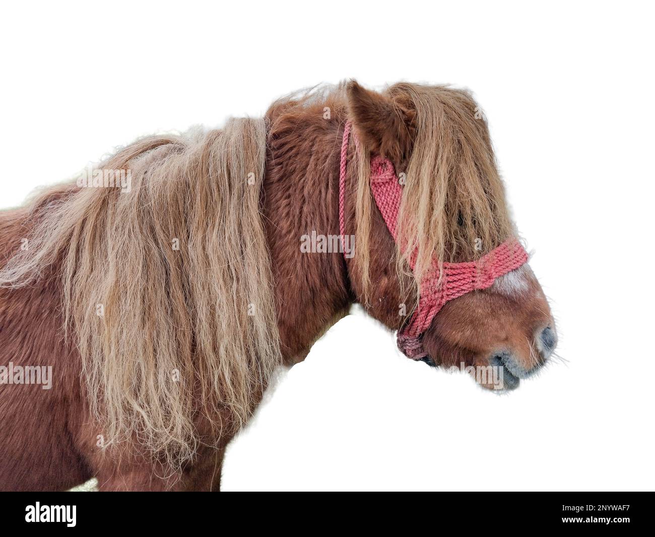 Pony isolated on white background Stock Photo - Alamy