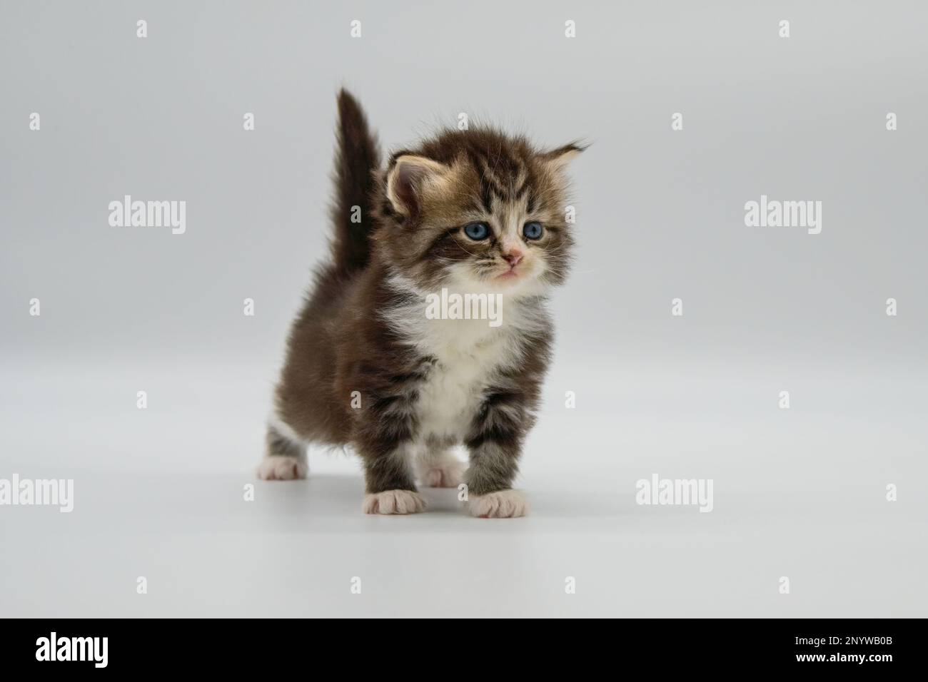 Siberian cat kitten on a white background. Blotched tabby with white ...