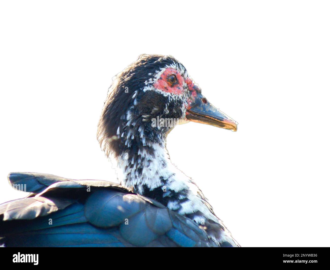 Duck isolated on white background Stock Photo - Alamy