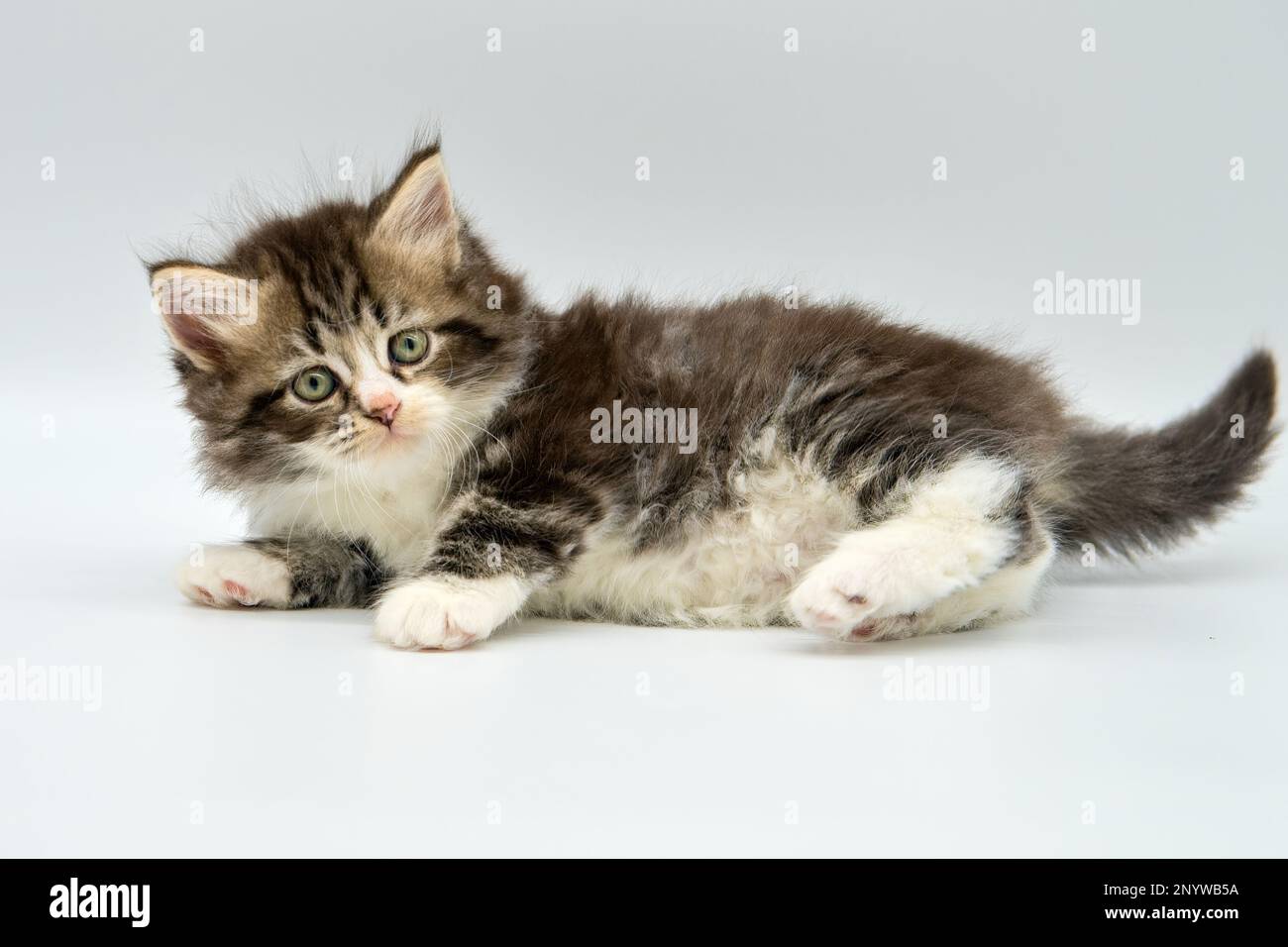 Siberian cat kitten on a white background. Blotched tabby with white ...