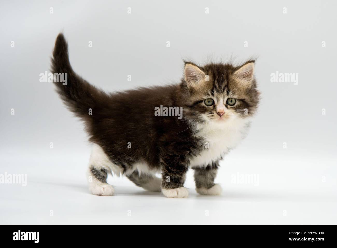 Siberian cat kitten on a white background. Blotched tabby with white ...