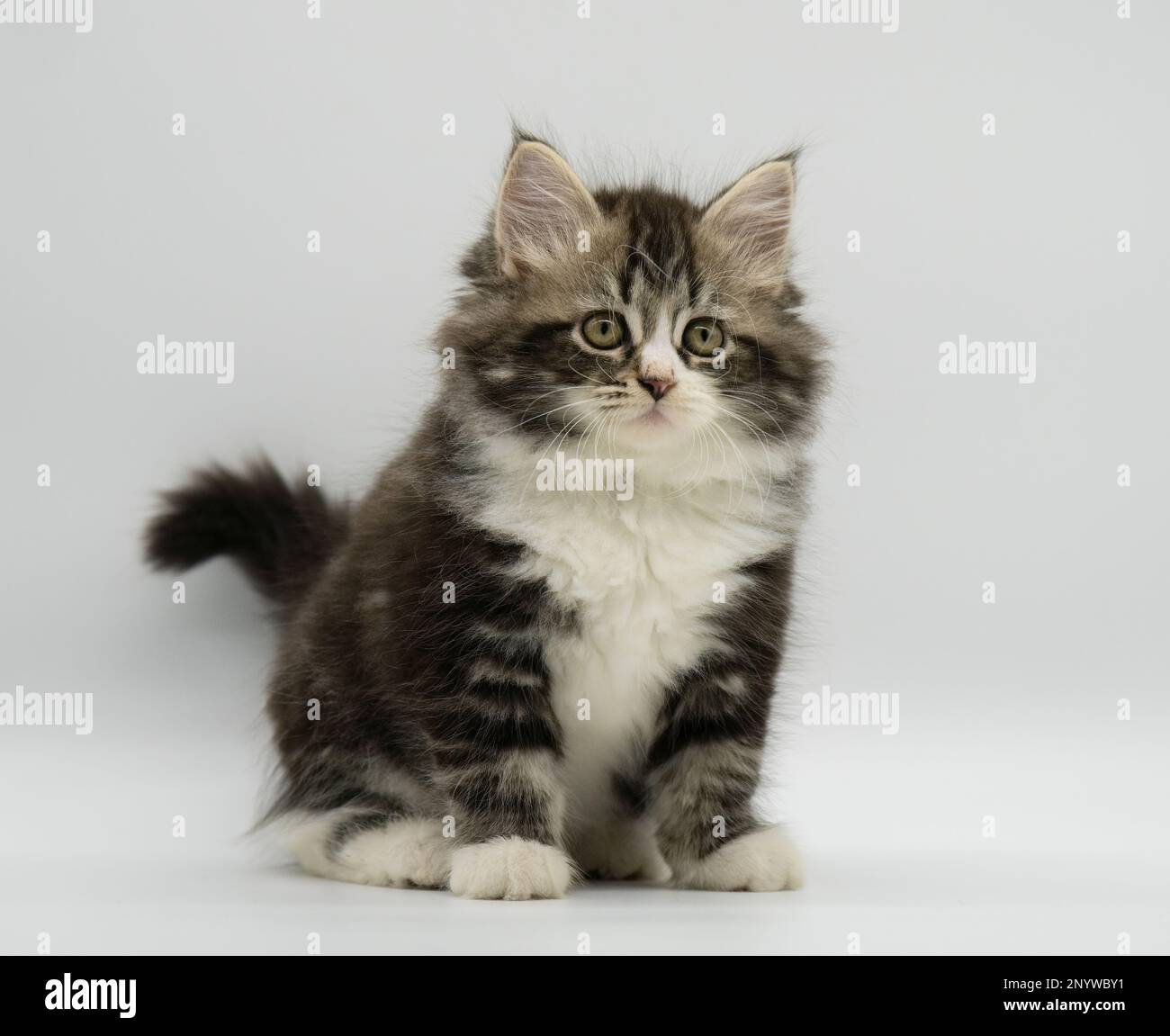 Adorable black tabby blotched hi-res stock photography and images - Alamy