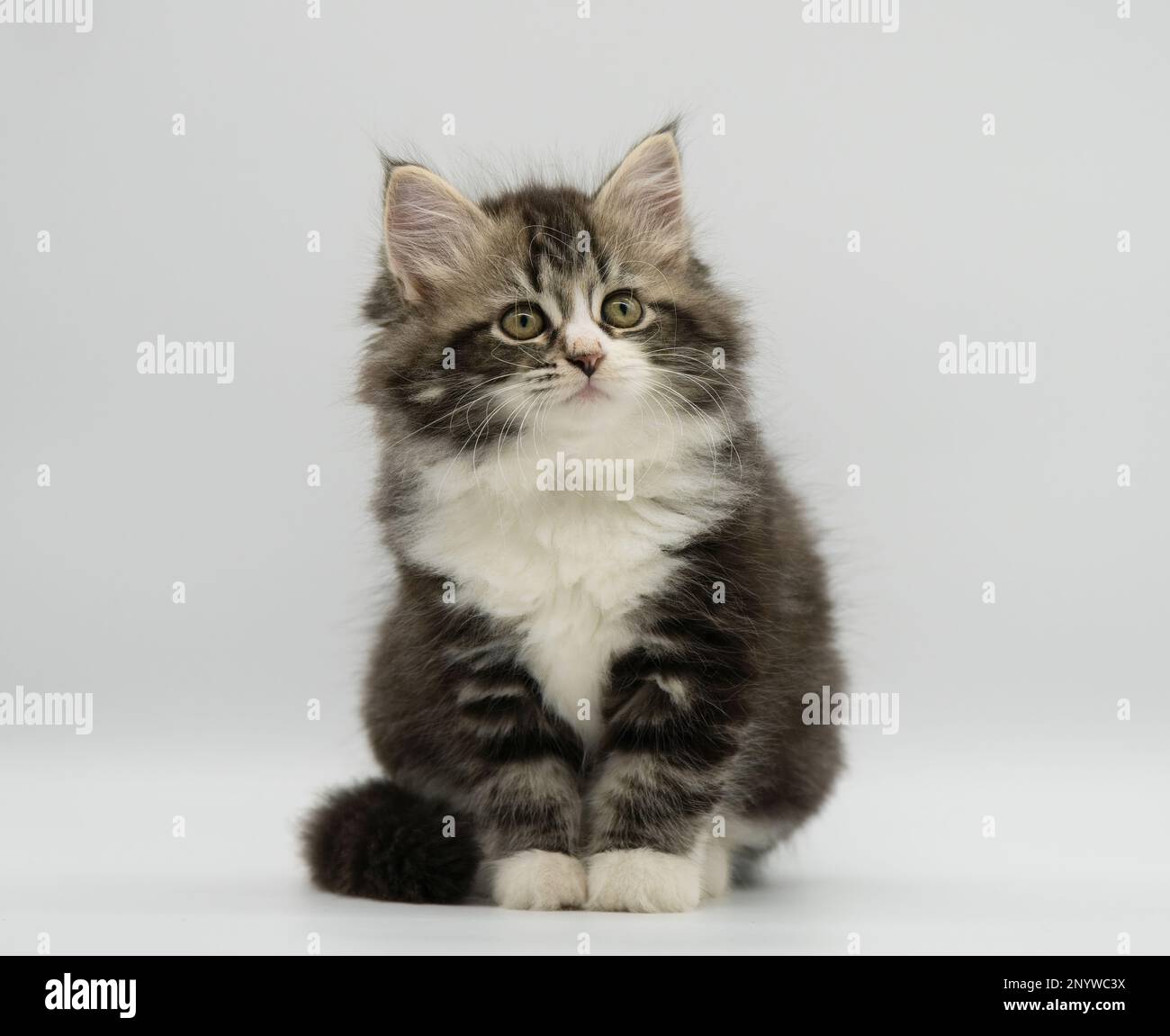 Siberian cat kitten on a white background. Blotched tabby with white ...