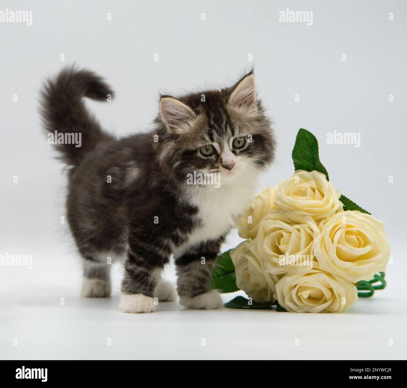 Cute greeting card Stock Photo - Alamy