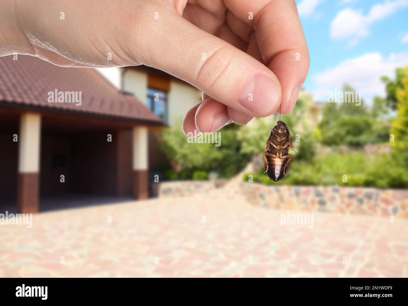 Woman holding dead cockroach and blurred view of modern house on ...