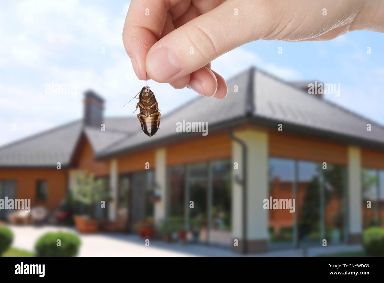 Woman holding dead cockroach and blurred view of modern house on ...