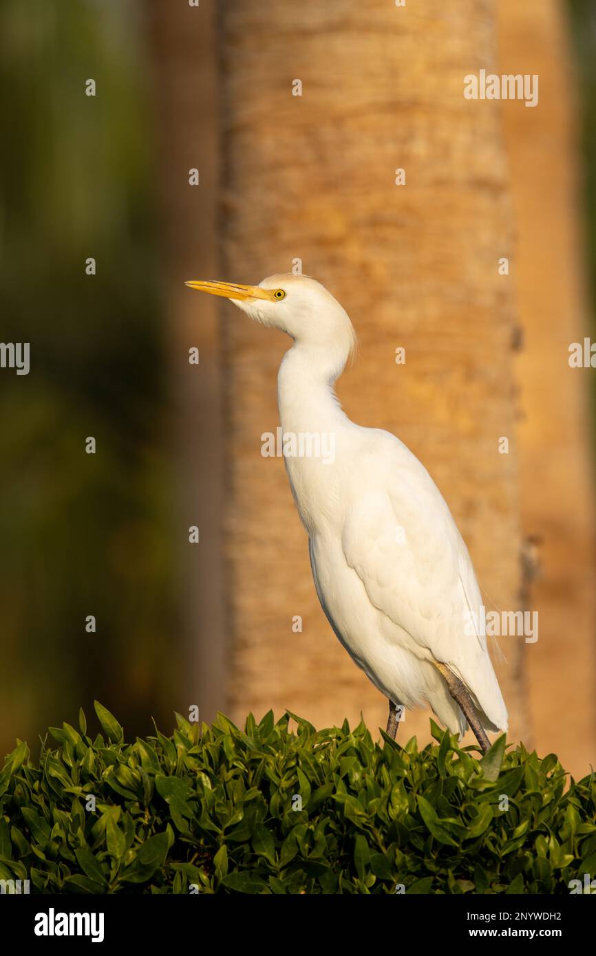 Cattle Egret (Bubulcus ibis) close up with an orange background Stock ...