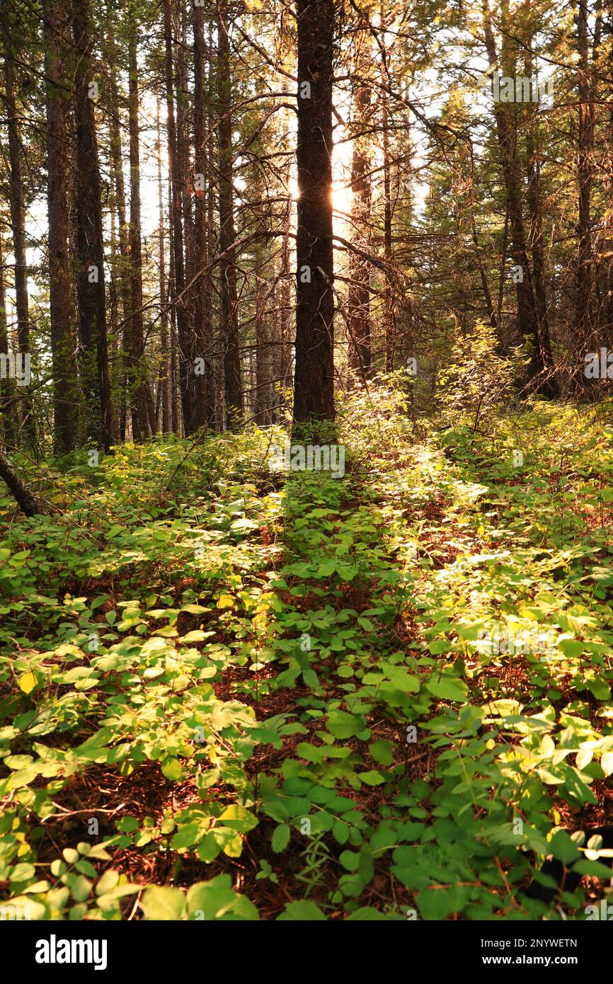 Coleman alberta hi-res stock photography and images - Alamy