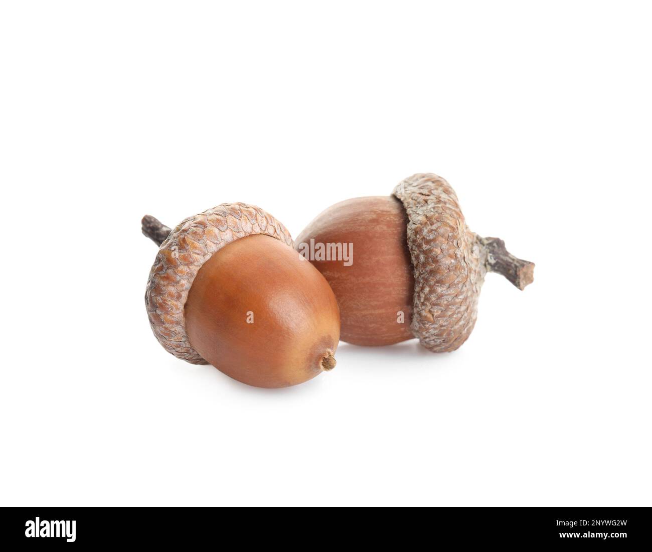 Two beautiful brown acorns on white background Stock Photo - Alamy