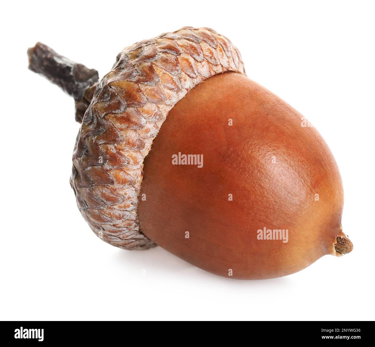 One beautiful brown acorn isolated on white Stock Photo - Alamy