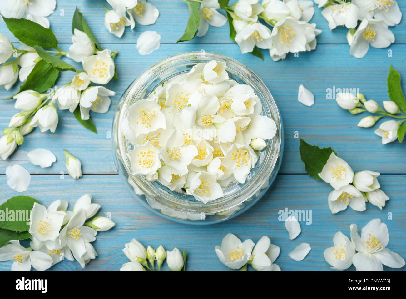 Flat lay composition with beautiful jasmine flowers on light blue ...