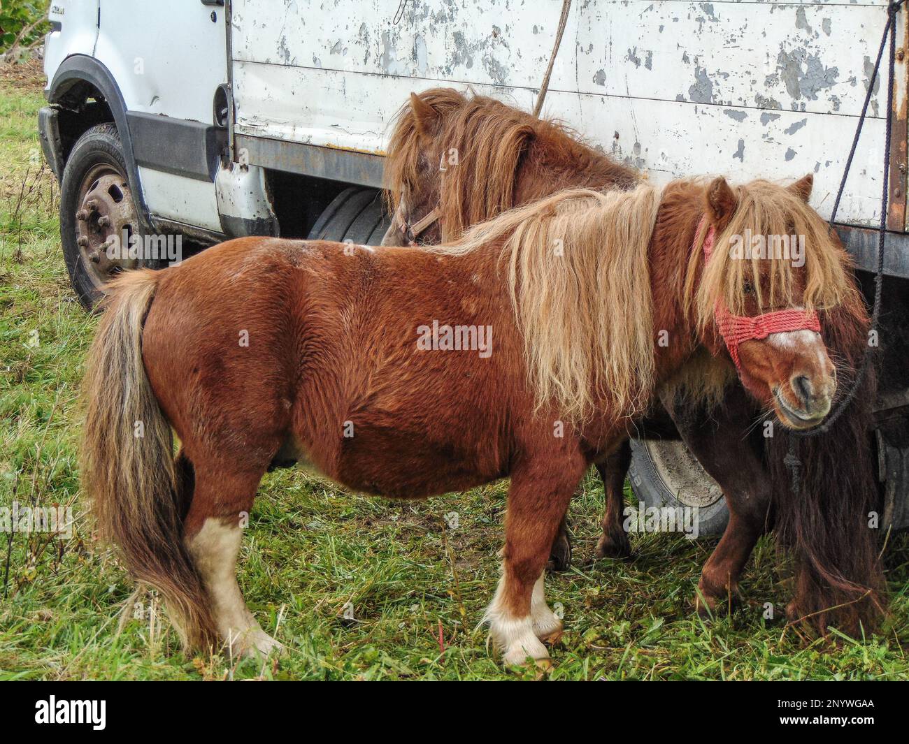 Two ponies in Romania in autumn Stock Photo - Alamy