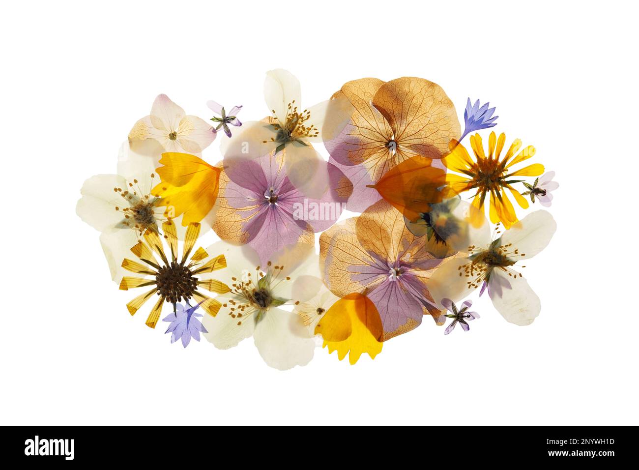 Pressed dried flowers on white background, top view. Beautiful ...