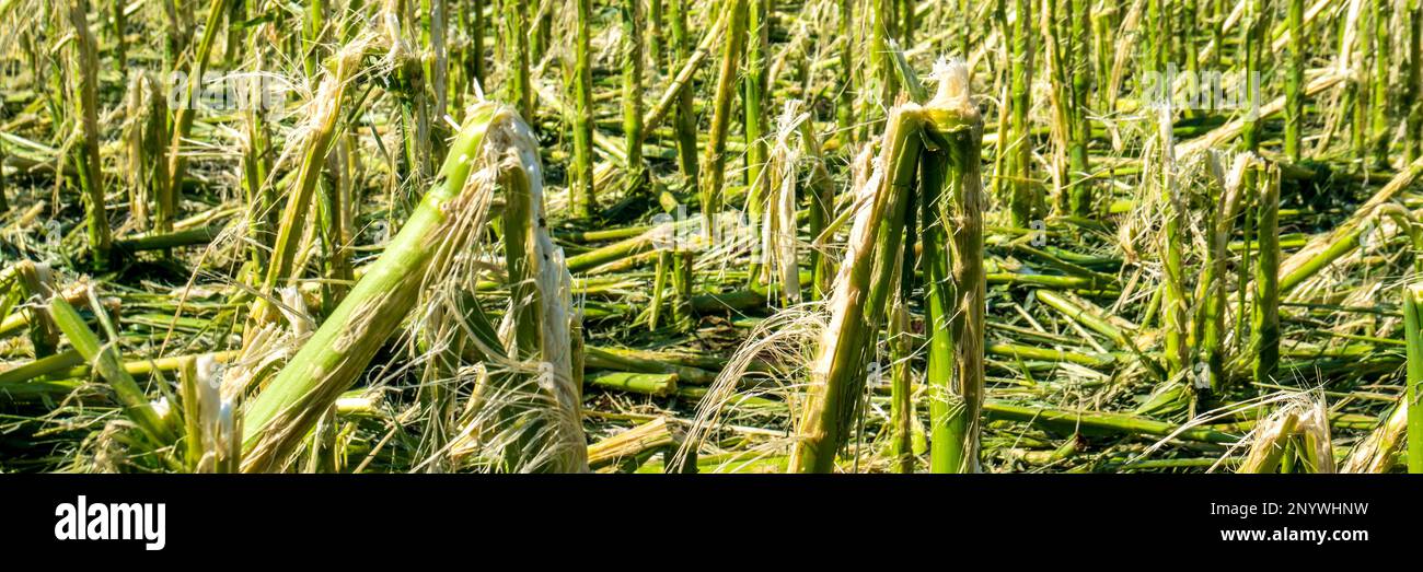 hail and storm damage on maize field Stock Photo - Alamy