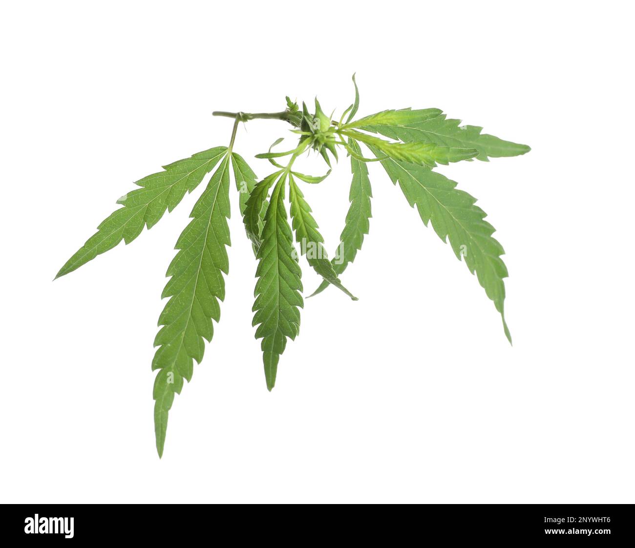 Green hemp leaves hi-res stock photography and images - Alamy