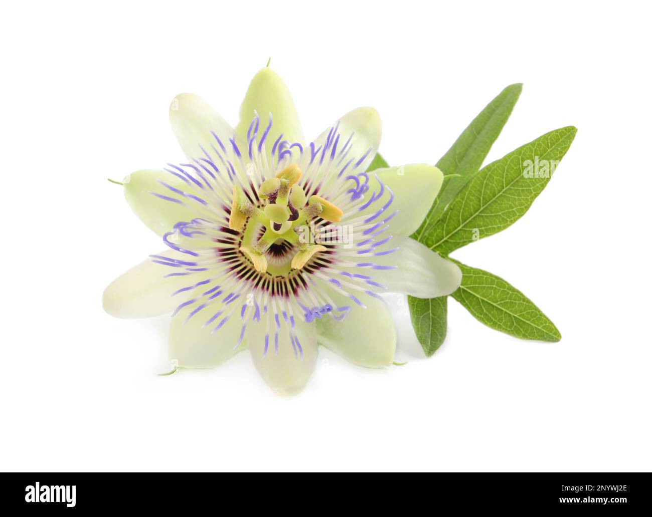 Beautiful blossom of Passiflora plant (passion fruit) with green leaves ...