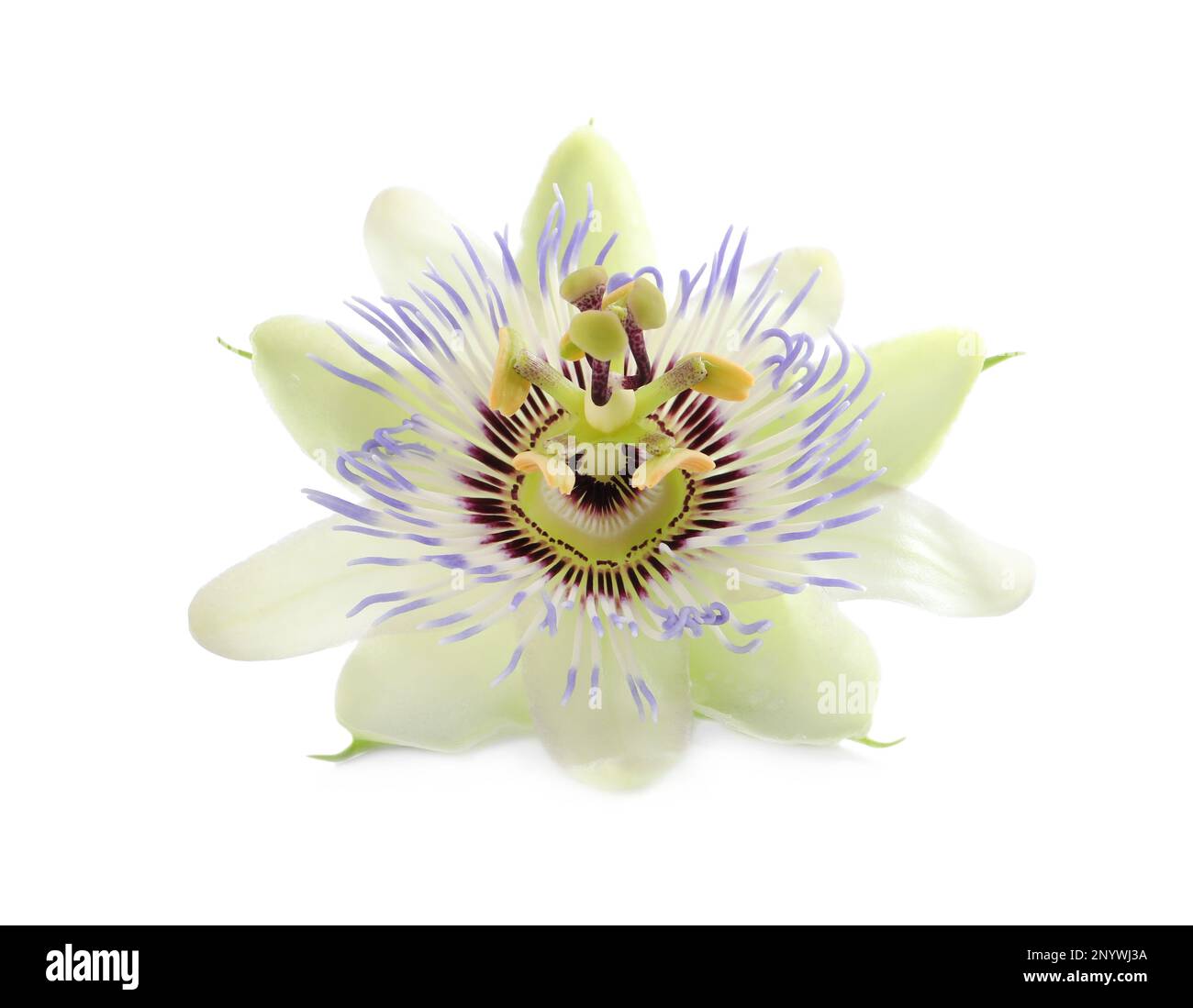 Beautiful blossom of Passiflora plant (passion fruit) on white ...