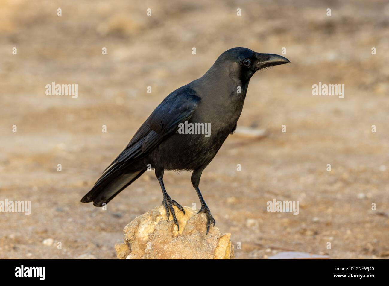 House Crow (Corvus splendens) standing on a rock in the desert Stock ...