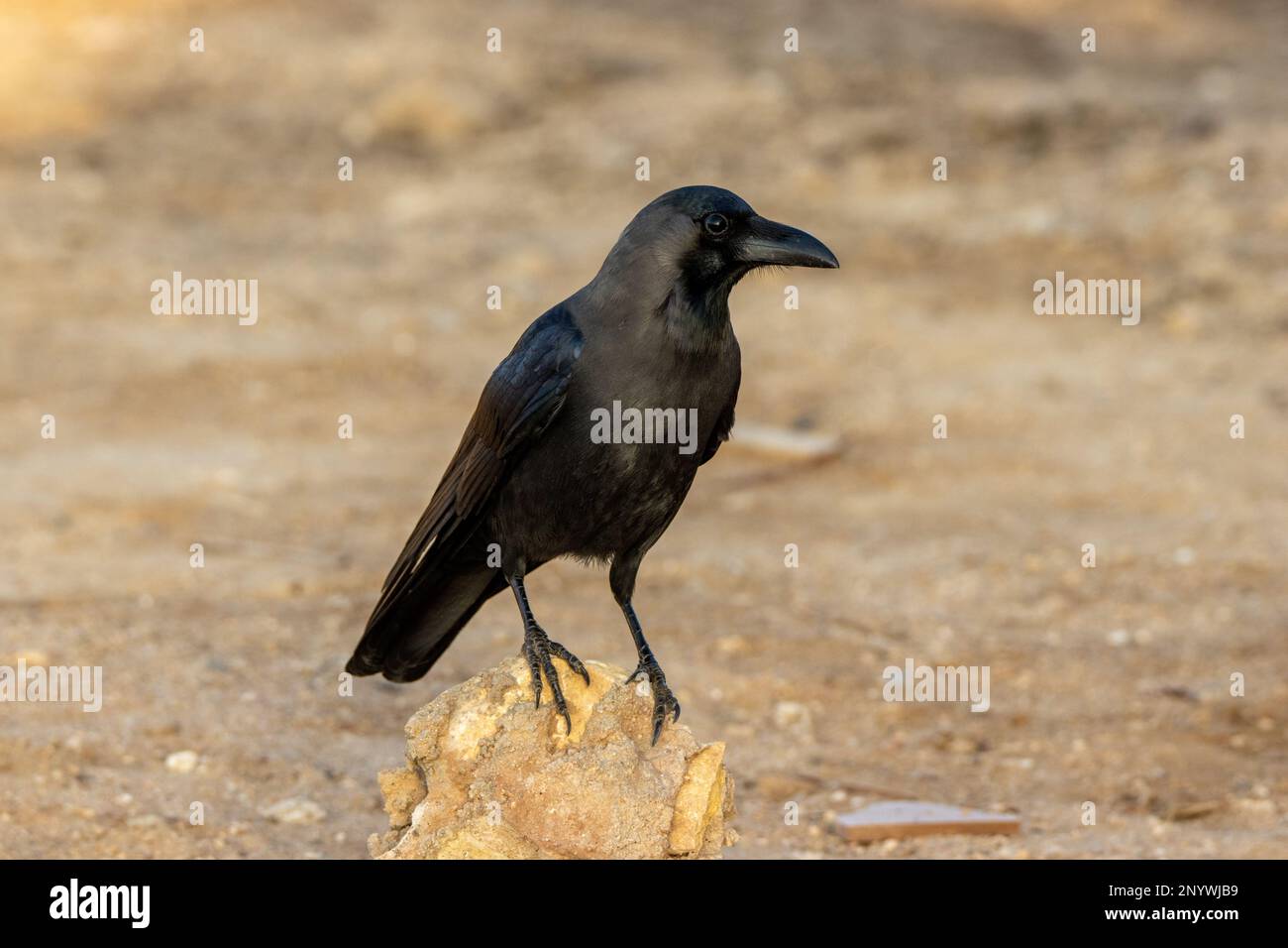 House Crow (Corvus splendens) standing on a rock in the desert Stock ...
