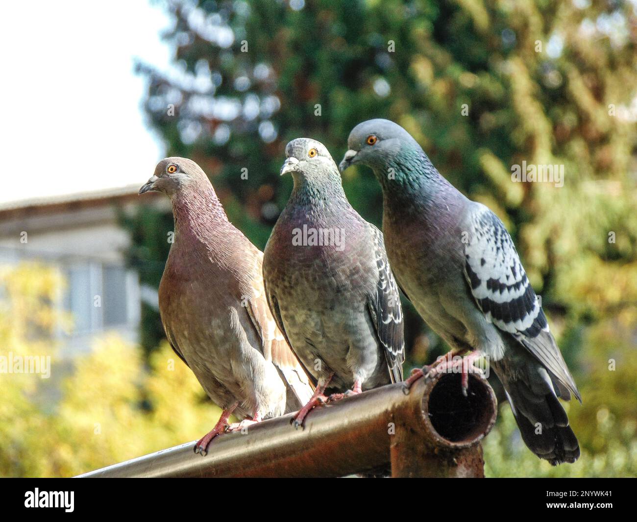 Pigeons at bar hi-res stock photography and images - Alamy