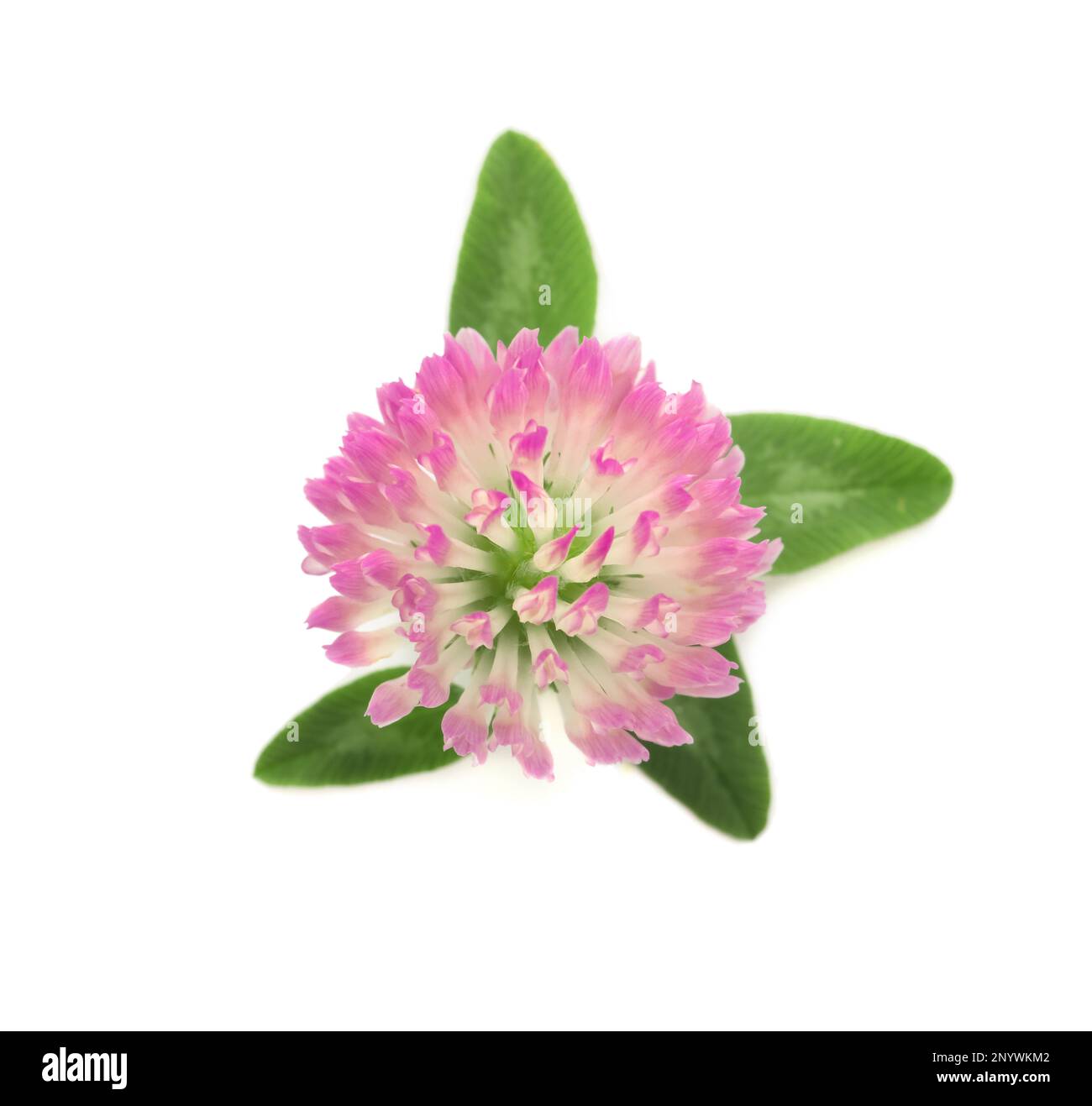 Beautiful blooming clover flower with green leaves on white background ...