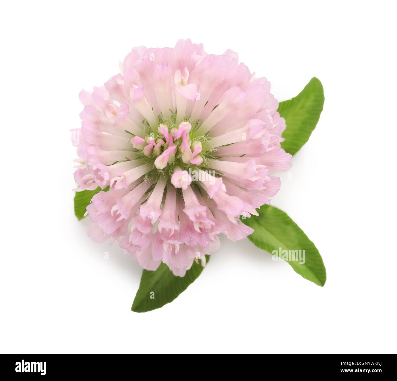 Pink clover flower trifolium trefoil petals blossom hi-res stock ...