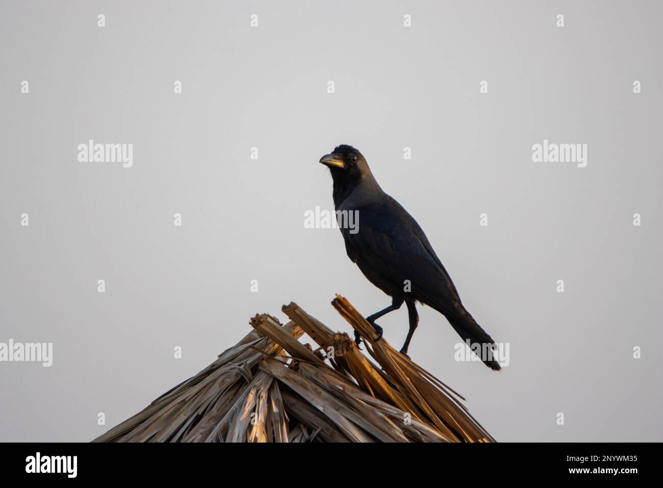 House Crow (Corvus splendens) standing on top of a thatched roof in the ...