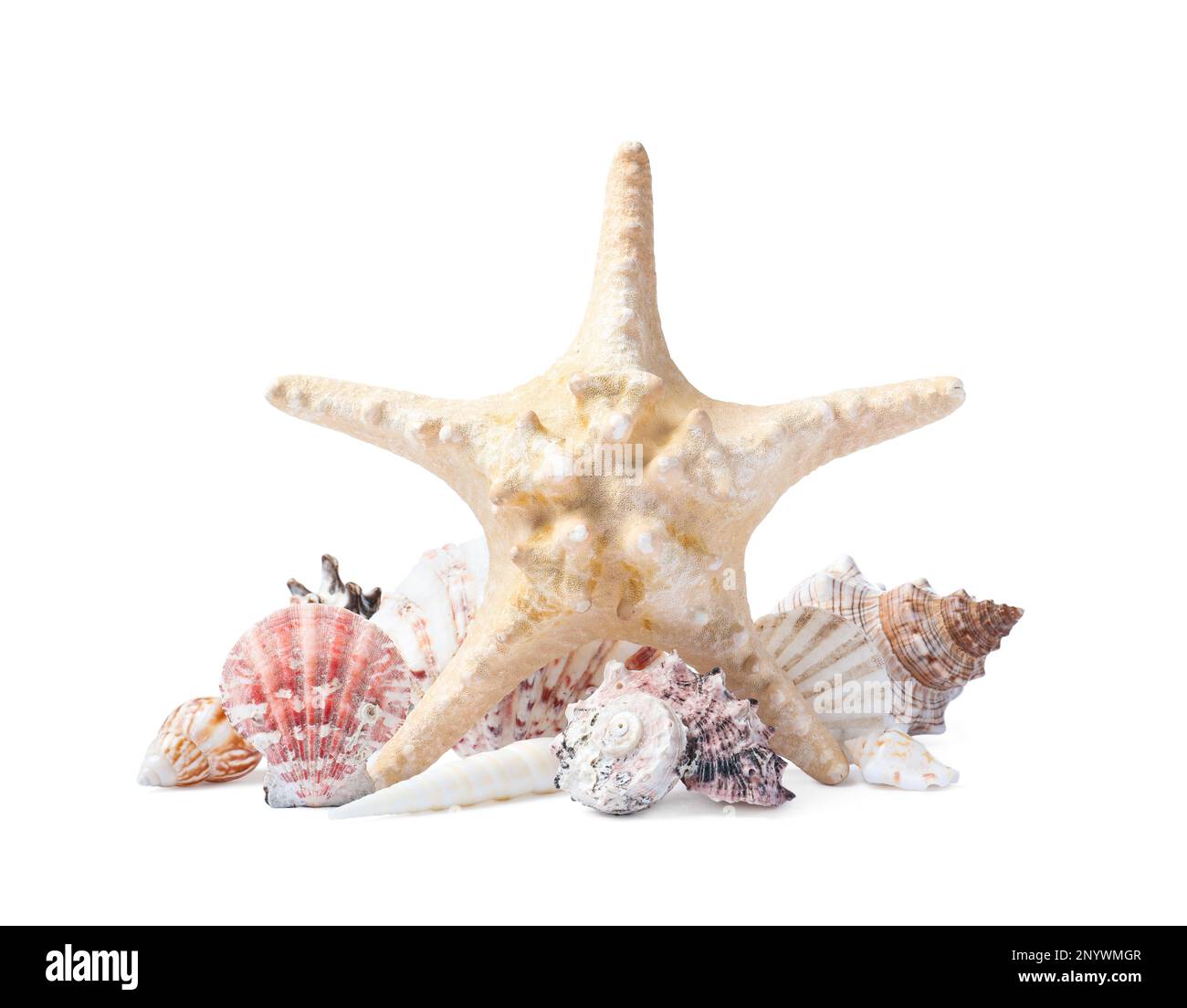 Beautiful sea star and seashells on white background Stock Photo - Alamy