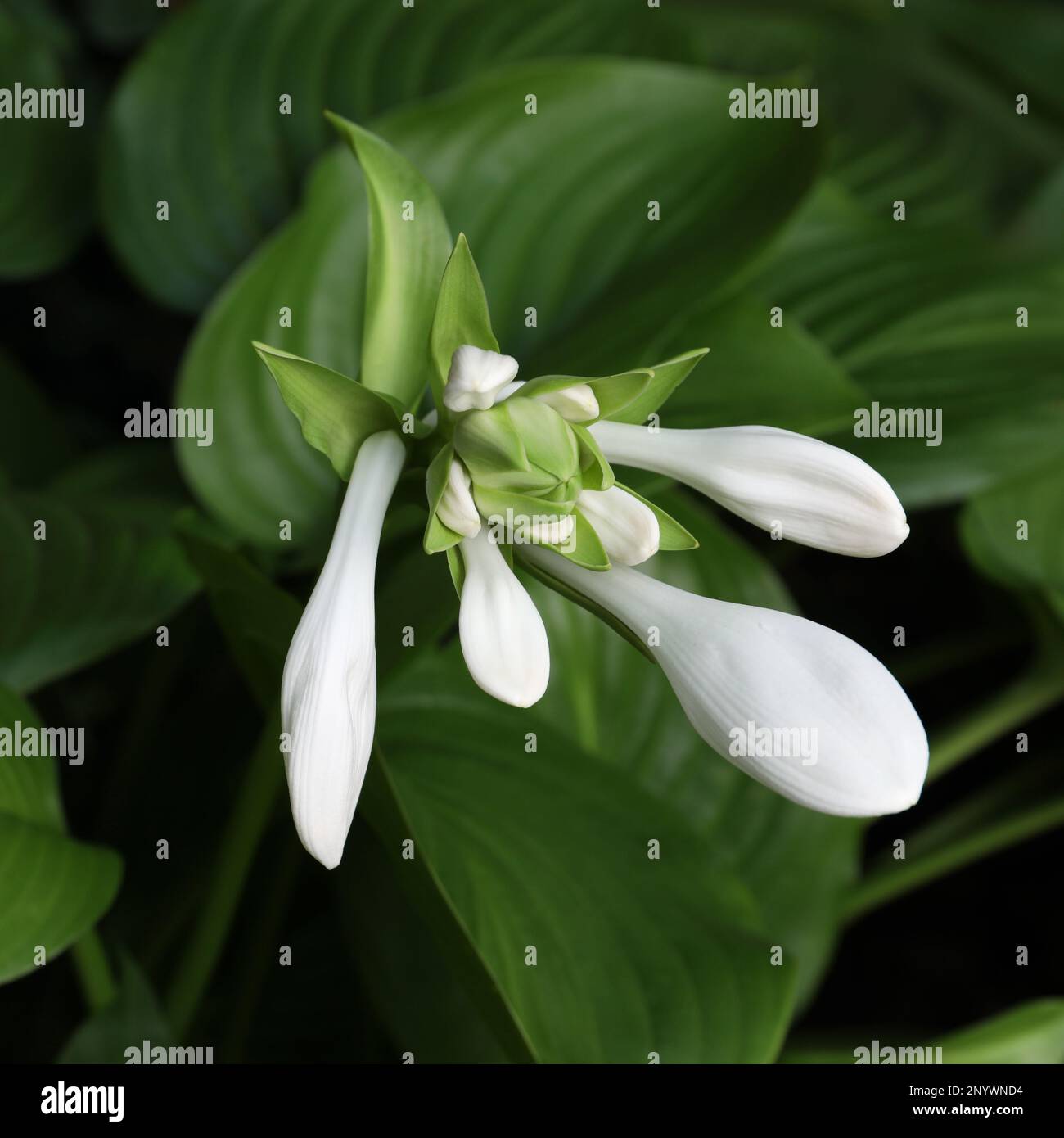 Beautiful hosta plantaginea with white flowers and green leaves in ...