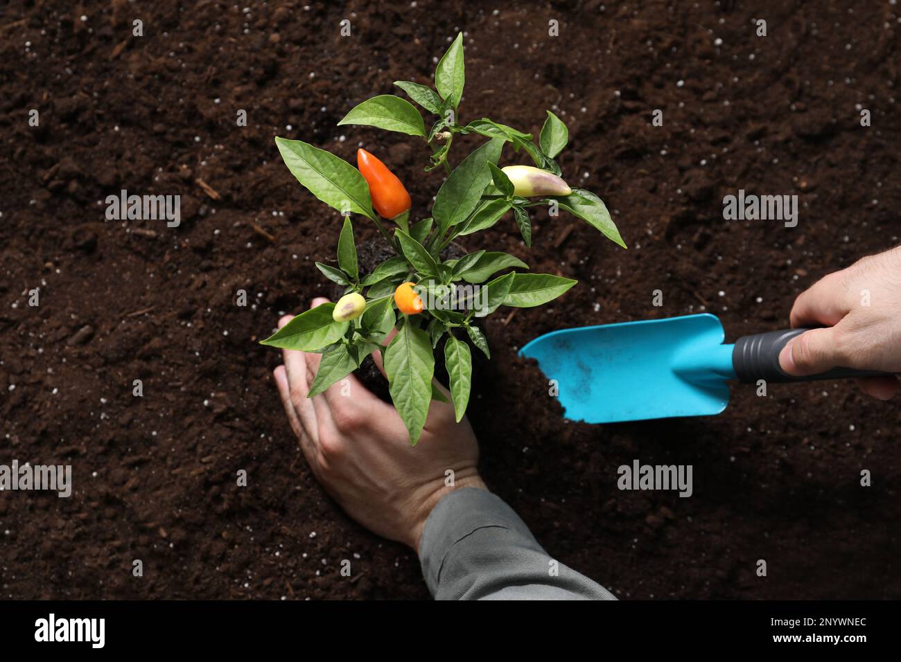 Hands male gardener transplanting hi-res stock photography and images ...
