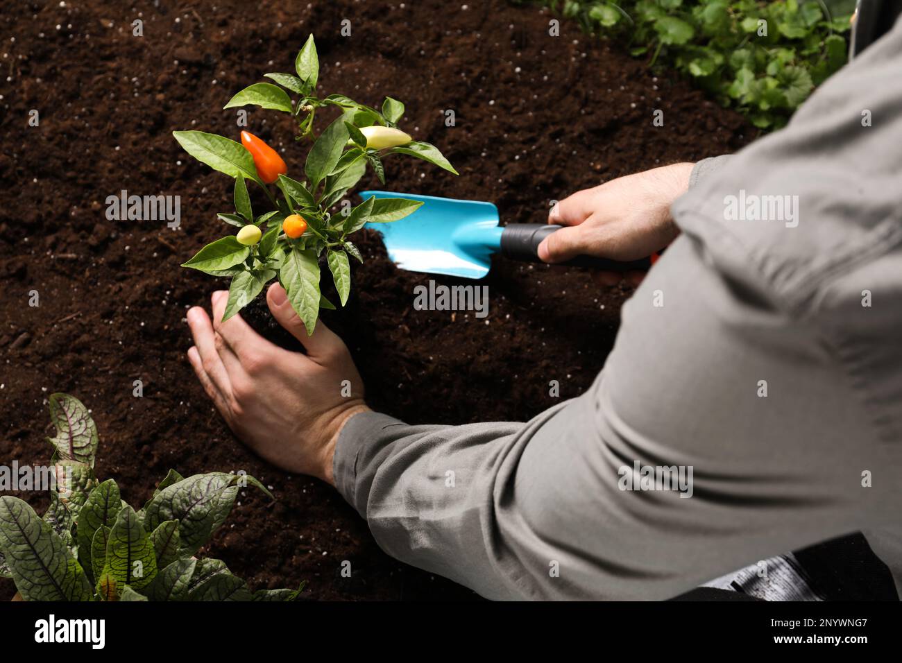 Hands male gardener transplanting hi-res stock photography and images ...