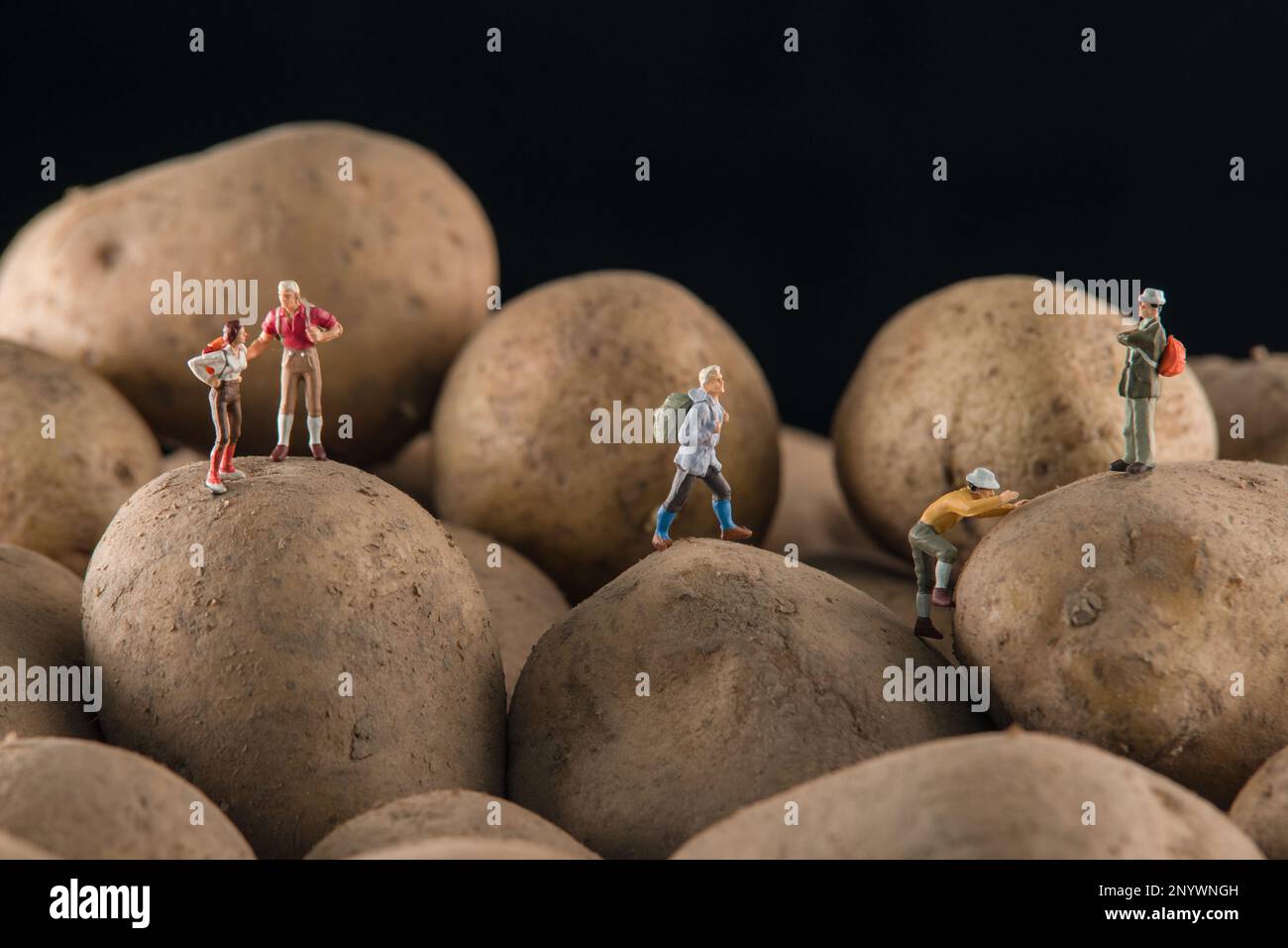 Tiny people climb the potatoes. The concept of sport Stock Photo - Alamy