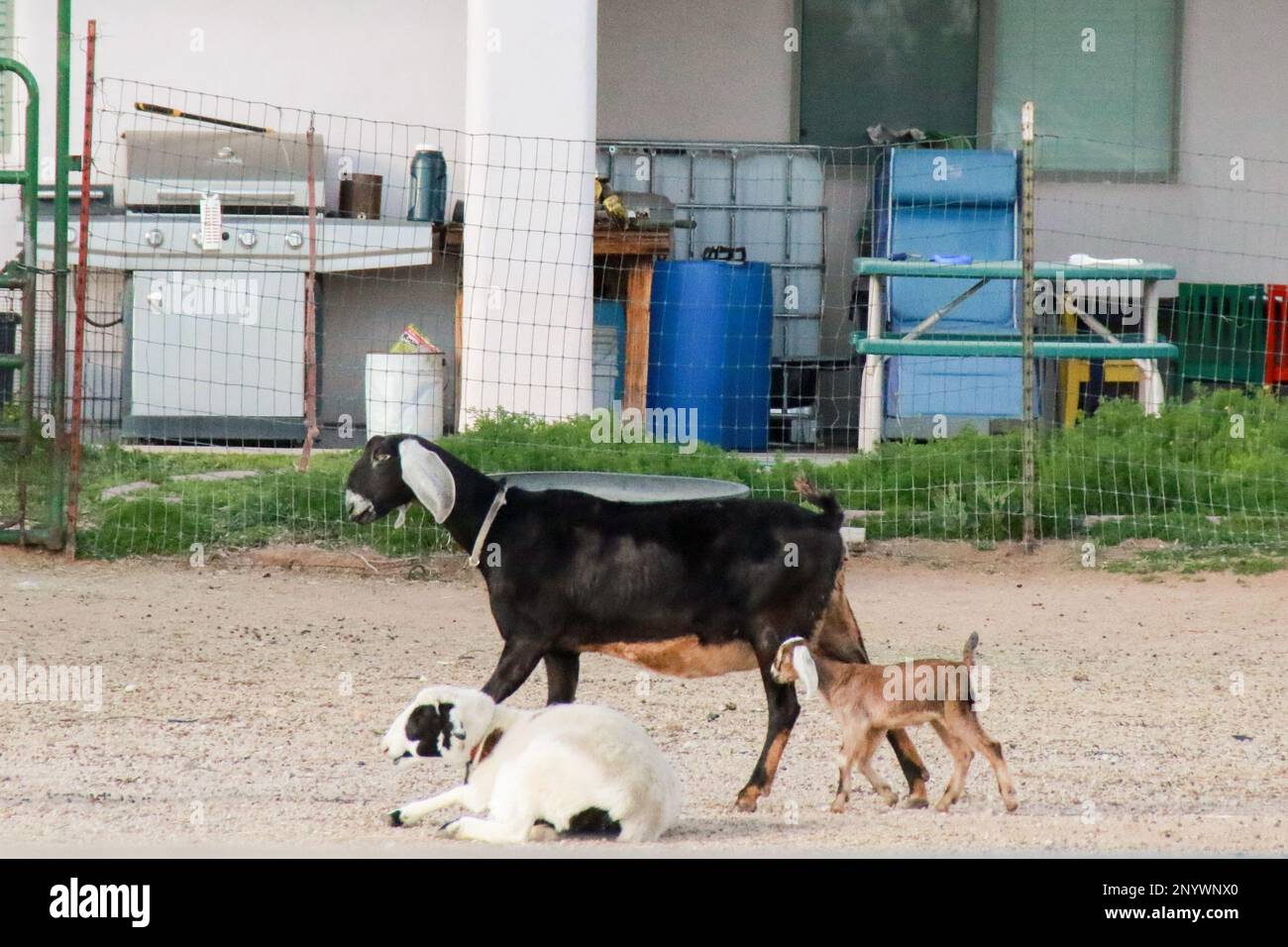 House with farm animals in yard, Mesa Stock Photo - Alamy