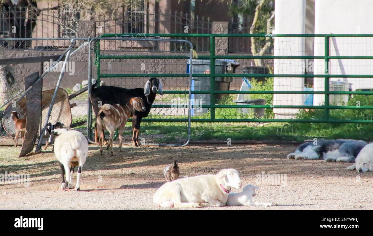 House with farm animals in yard, Mesa Stock Photo - Alamy