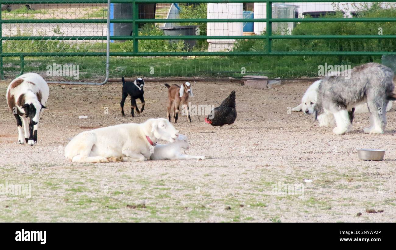 House with farm animals in yard, Mesa Stock Photo - Alamy