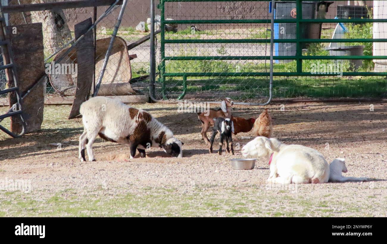 House with farm animals in yard, Mesa Stock Photo - Alamy