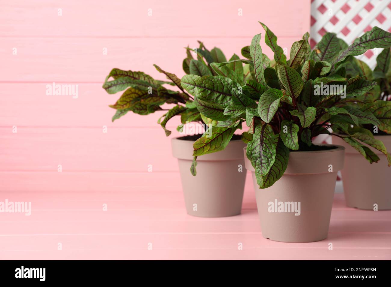 Sorrel plants in pots on pink wooden table. Space for text Stock Photo ...