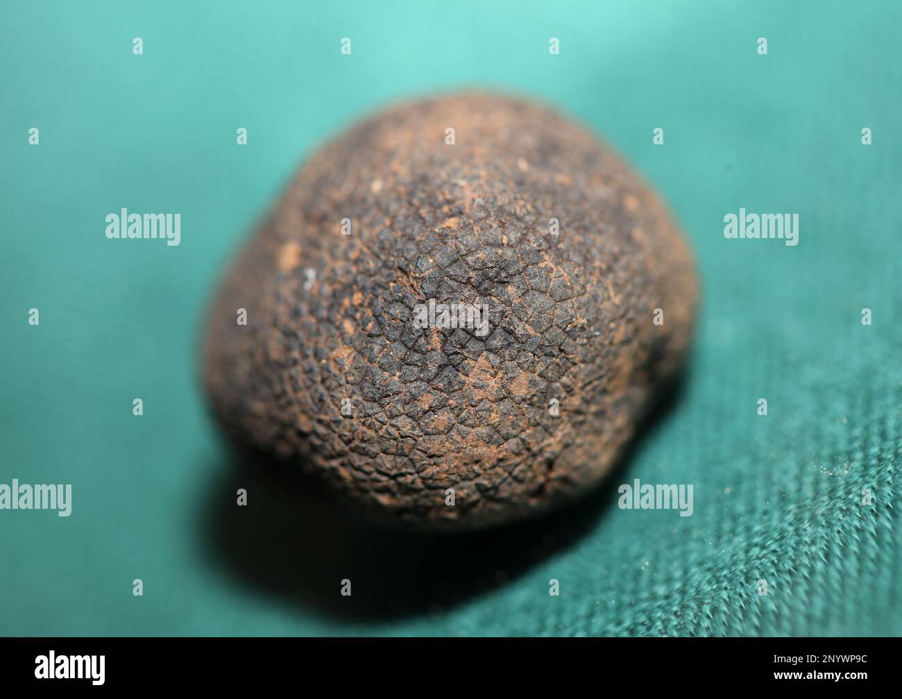 Black truffles mushrooms close up background tuber aestivum family ...