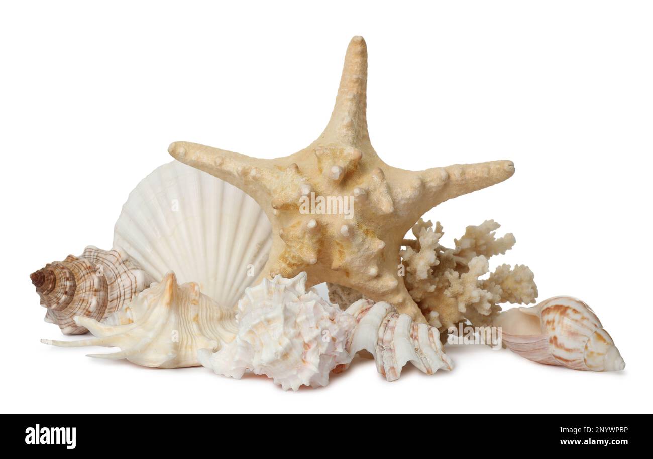 Beautiful starfish, coral and sea shells on white background Stock ...