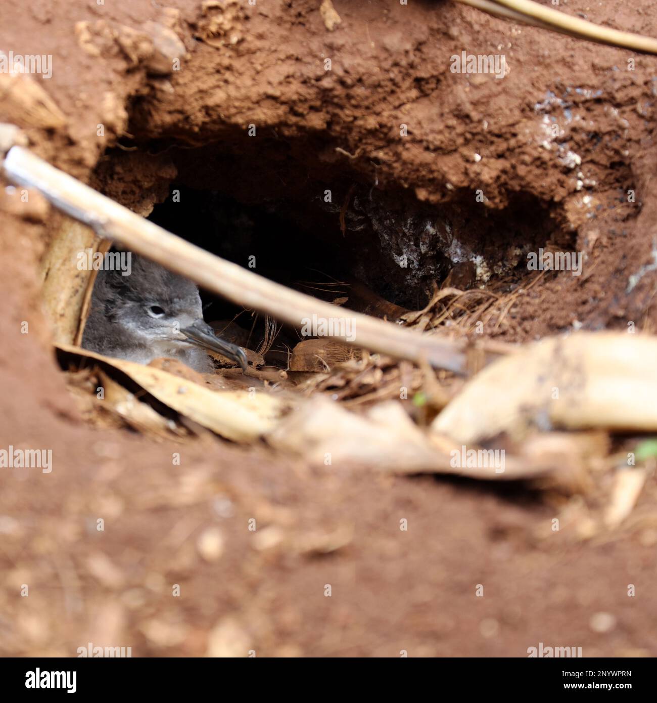 Close up of a young Wedge-tailed Shearwater bird resting in its ...