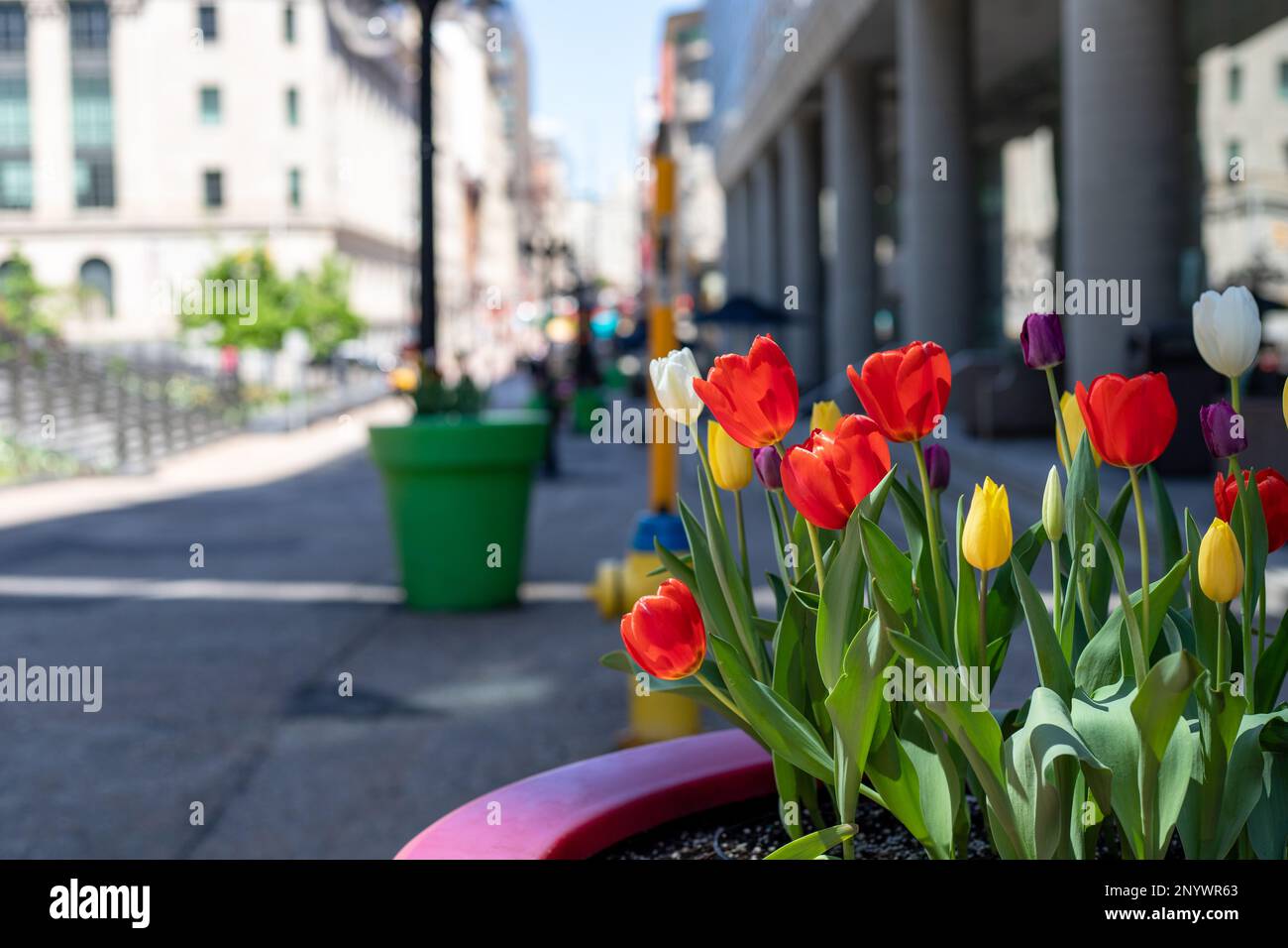 Flower bed with tulips and buildings in background in downtown Ottawa ...