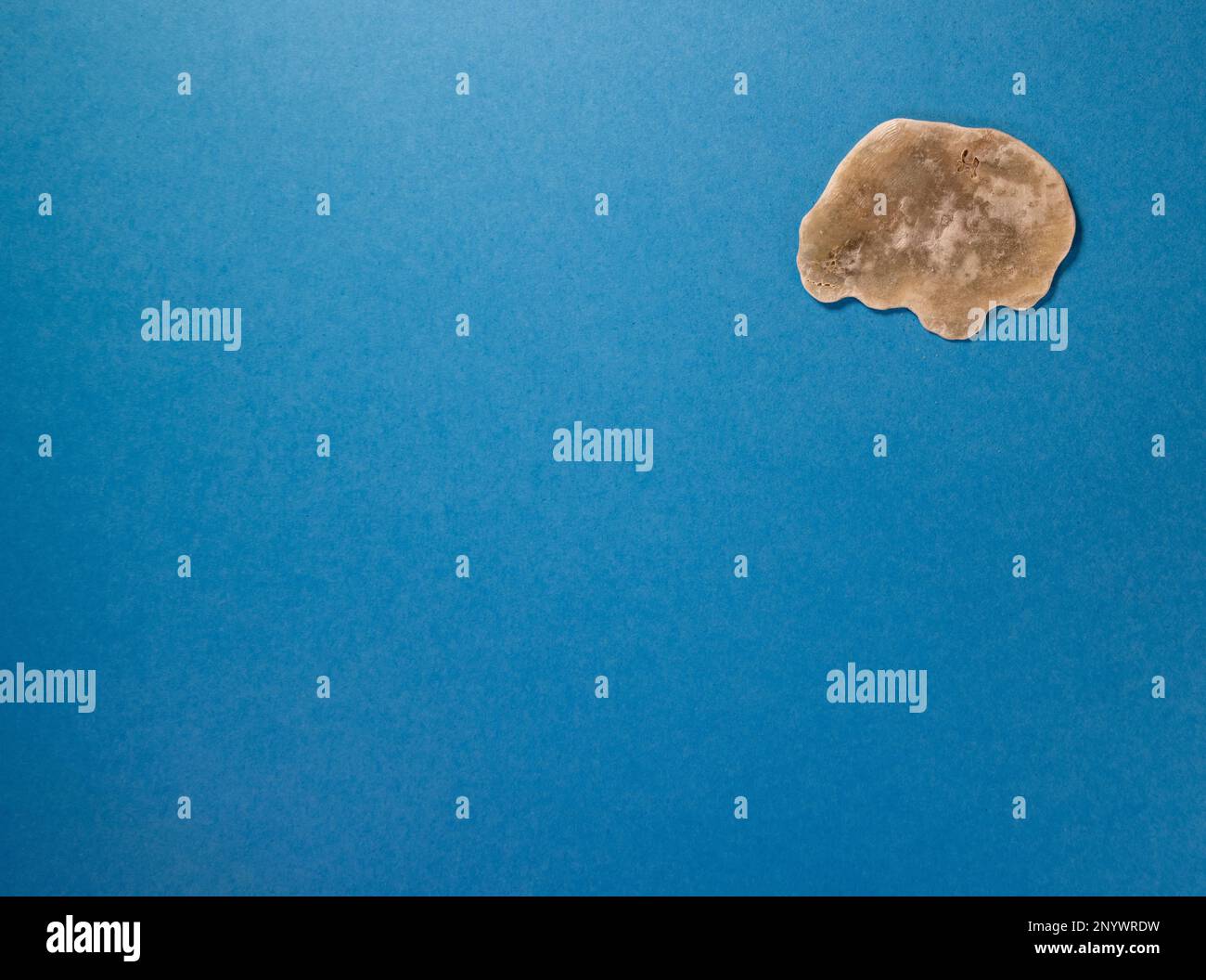 single pale yellow tropical sea shell isolated on a dark blue ...