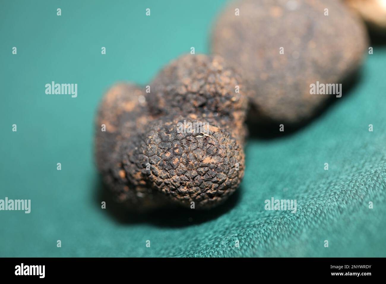 Tuberaceae family hi-res stock photography and images - Alamy