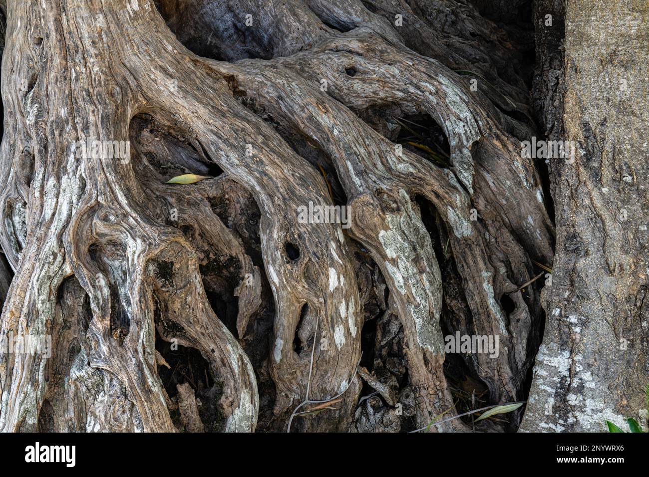 Exposed old gnarly tree roots of olive tree in Tuscany, Italy Stock ...