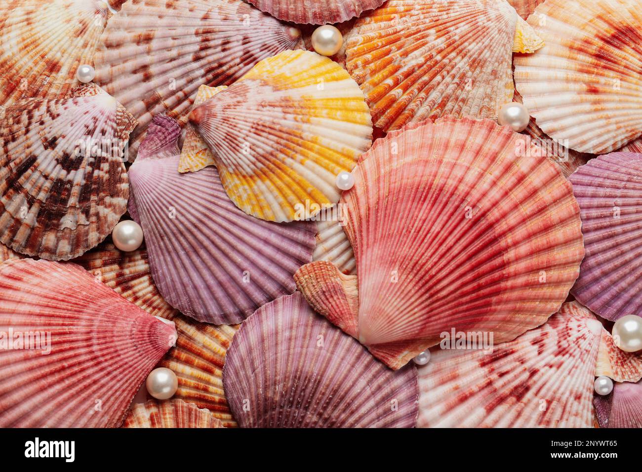 Beautiful sea shells and pearls as background, top view Stock Photo - Alamy