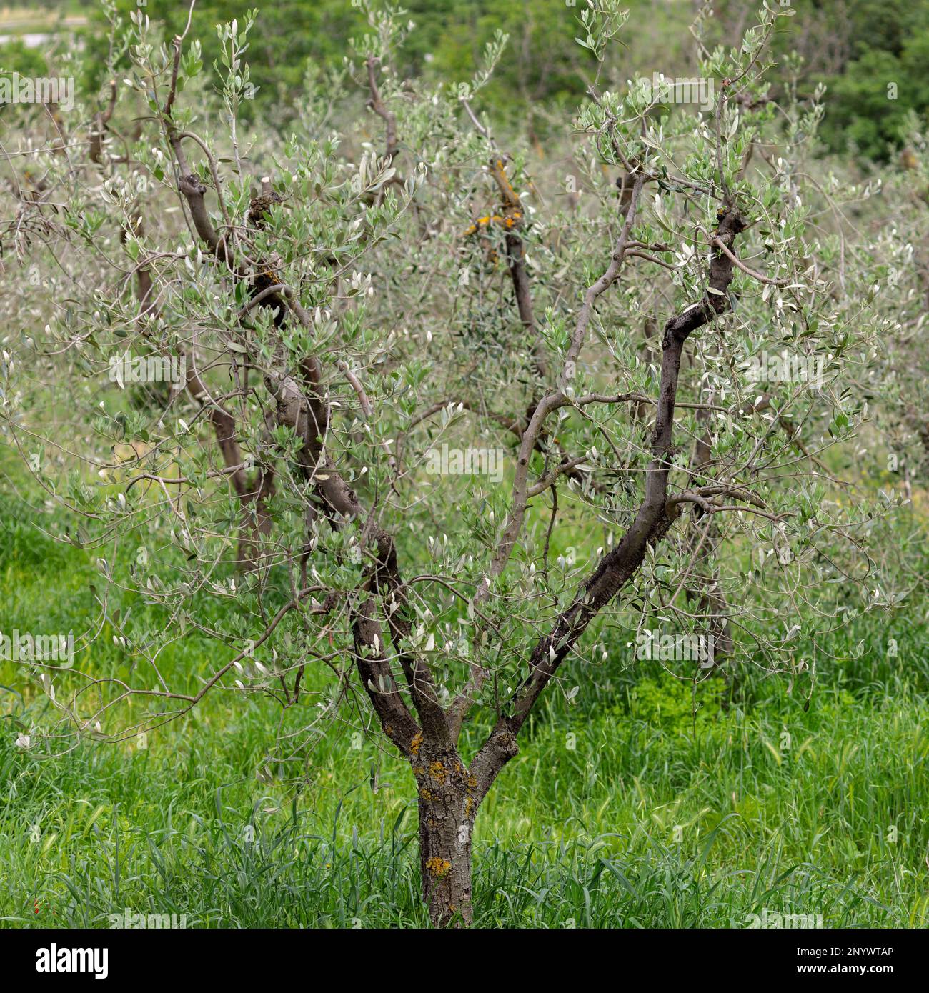 V shaped tree hi-res stock photography and images - Alamy