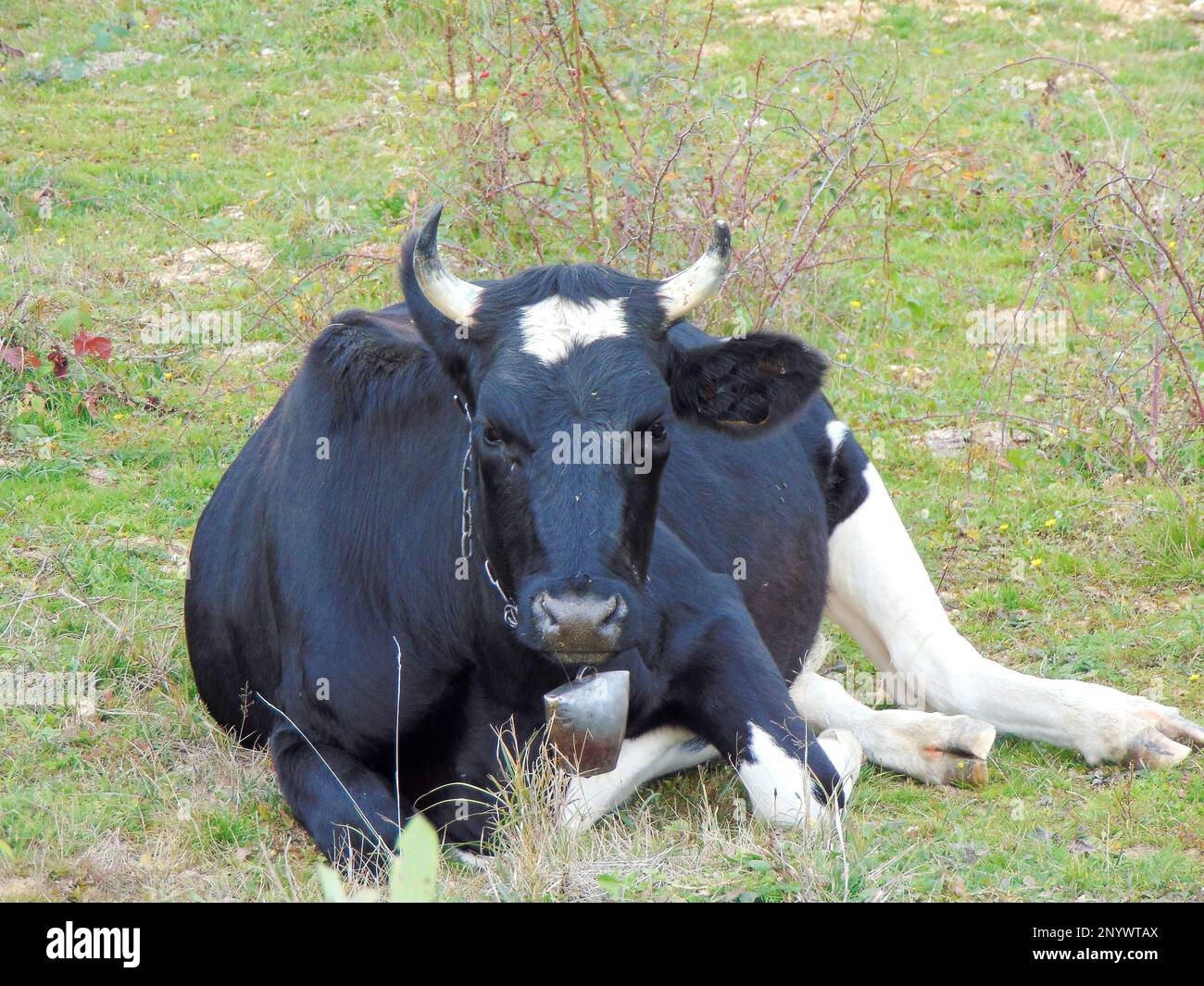 Cow sits on ground hi-res stock photography and images - Alamy